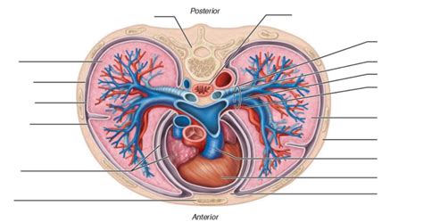 Transverse Section Through Superior Part Of Thorax Showing Lungs And