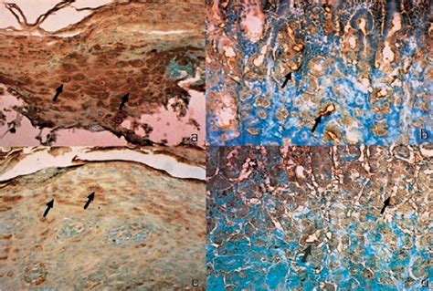 Figure 2 From Vital Immunohistochemical Staining For A Novel Method Of
