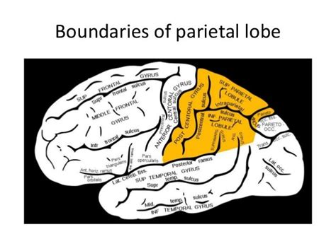 Parietal Lobe Anatomy 16 Jan 2019 Ashish