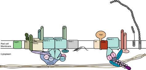 Structure Of The Human Red Cell Membrane Showing The Major Surface