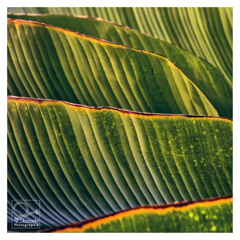 Fanwise By Eintoern On Deviantart