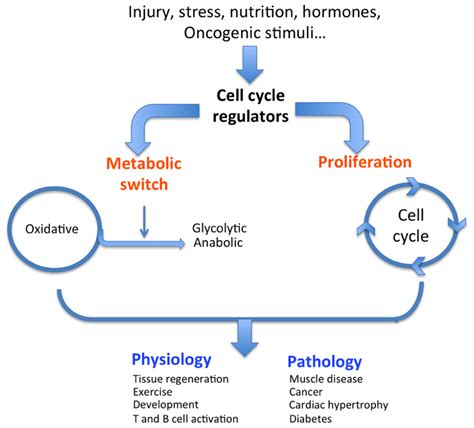 Frontiers Re Thinking Cell Cycle Regulators The Cross Talk With Metabolism Oncology