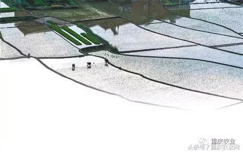 推動「五個振興」 譜寫重慶「三農」發展新篇章 每日頭條