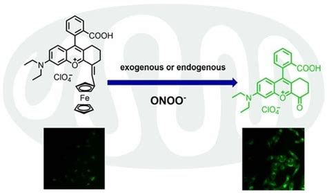 Molecules Free Full Text A Small Molecule Fluorescent Probe For The Detection Of