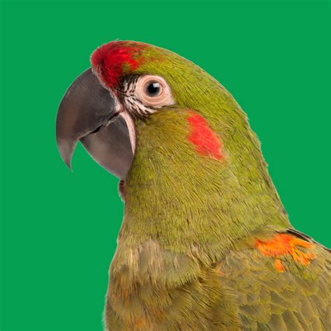 Everything Birds Online Southeasts Largest Bird Store