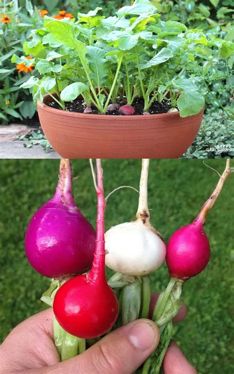 20 Best Vegetables For Container Gardening A Piece Of Rainbow