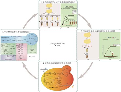 基于无细胞体系的生物合成代谢模块设计、构建与快速途径原型