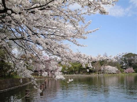 コンプリート！ 夜桜 千 233091 夜桜 千葉 出店