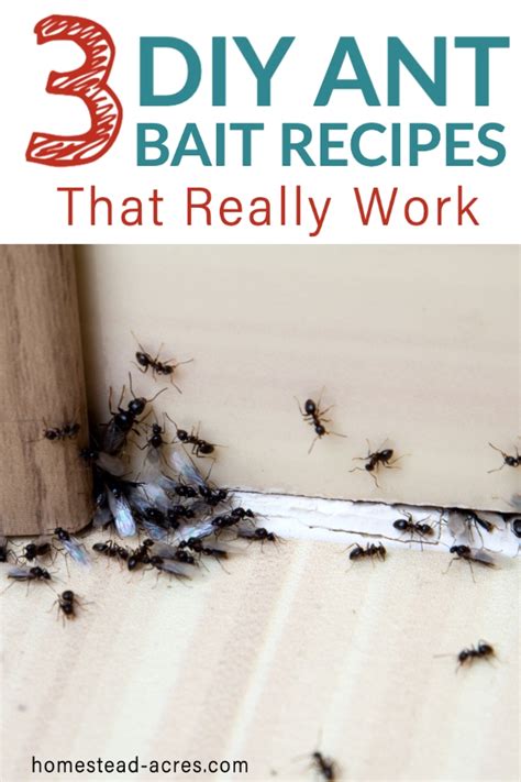 How To Get Rid Of Ants With Borax Black Ants Small Black Ants Get