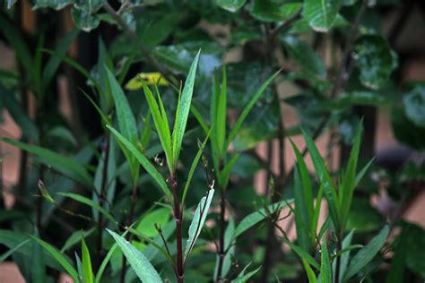 Long Thin Green Leaves In A Garden Free Stock Photo Public Domain Pictures