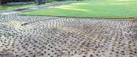 St Augustine Citrablue Grass Plugs Everglades Equipment Group