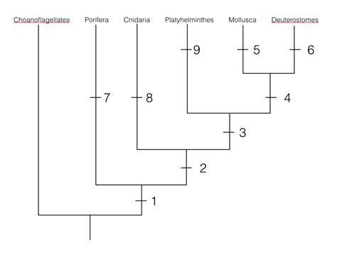 Diagram Of Phylogenetic Tree Biol 205 Mt 1 Quizlet