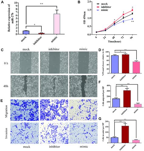 Mir 27b Suppresses The Proliferation Migration And Invasion Of Tscc