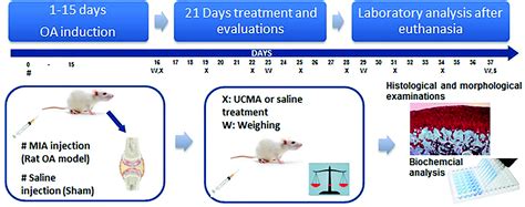 Frontiers Undenatured Type Ii Collagen Ameliorates 55 Off