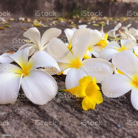 Plumeria 꽃 나무에서 떨어졌다 자연 배경 아이디어 좋아 보인다 0명에 대한 스톡 사진 및 기타 이미지 0명 개화기