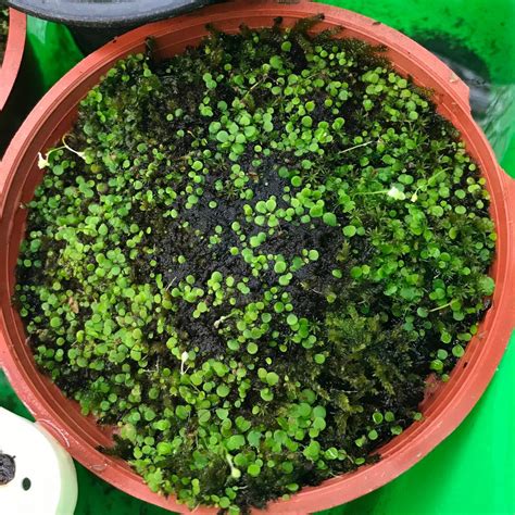 山羊食蟲植物圓葉狸藻 市售最高密度 台灣原生 U striatula 2X2cm 瓶蓋大小 狸藻 食蟲植物 蝦皮購物