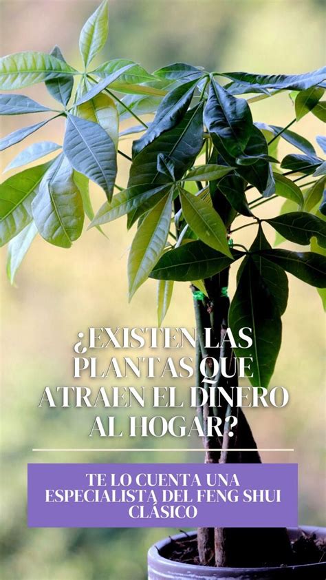 ¿cuáles Son Las Plantas Que Atraen El Dinero Según El Feng Shui Video