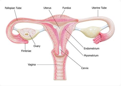 Female Reproductive System Structure Function