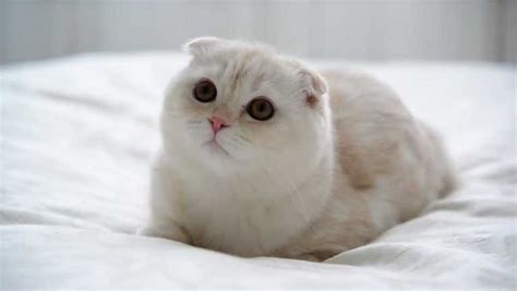 Scottish Fold Kedi Cinsi Bakımı Kişiliği ve Özellikleri Evcil