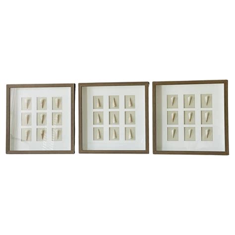 Organic Modern Coastal 3 S Sea Shells In Shadow Box Frames For Sale At