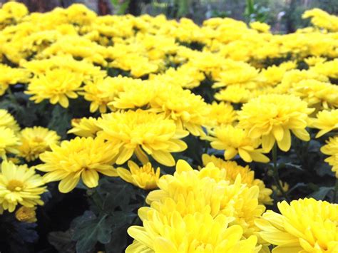 노란색 꽃 Pixabay의 무료 사진