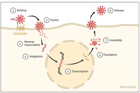 The Role Of Toll Like Receptors In Hiv Bridging Innate And Adaptive
