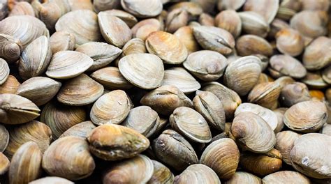 Almejas Filo Moluscos