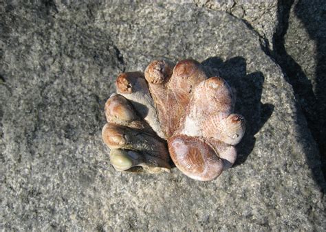 Atlantic Slipper Shells Will Stack On Each Other If There Are Not Enough Rocks Or Other Hard