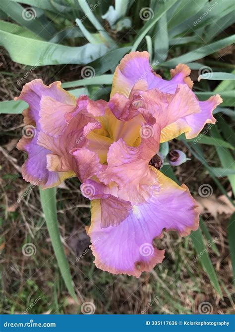 Gorgeous Lavender Mauve And Amber Tall Bearded Iris With Yellow Beards Afternoon Delight Stock