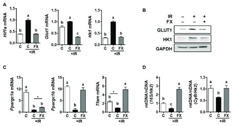 Fx Affected The Genes Mediating Glycolysis And Mitochondria Biogenesis