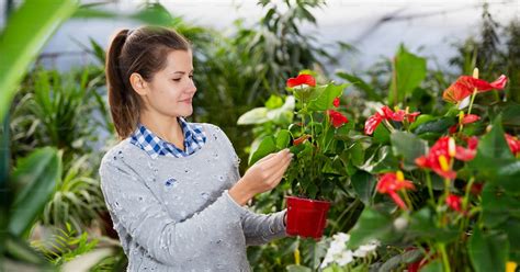 그의 꽃 가게에서 화분에 심은 식물을 검사하는 경험 많은 여성 플로리스트 사진 Unsplash의 꽃 이미지