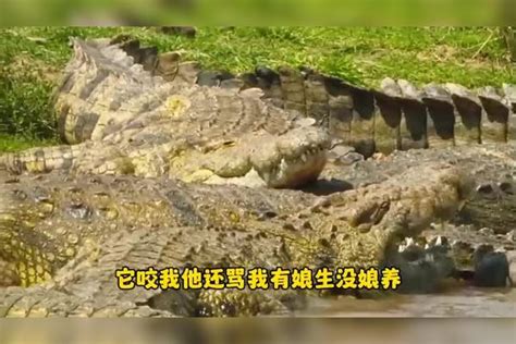 老河的儿子被老鳄咬了，整个沙滩的鳄鱼都被老河清走了