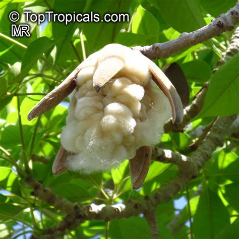 Bombax ceiba, Salmalia malabarica, Bombax malabaricum, Kapok tree, Silk ...