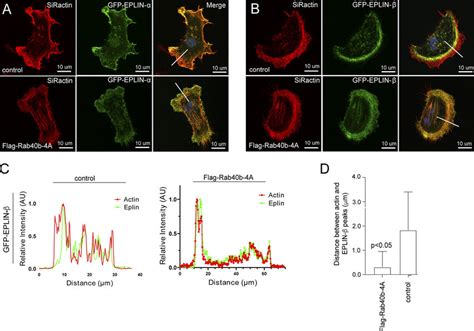 Rab b regulates subcellular localization of EPLIN β A Control or Download Scientific