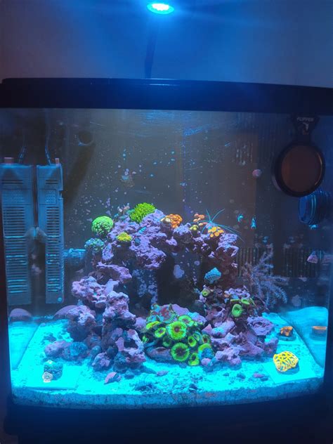 Nano Build Reef Showcase Show Off Your Beautiful Nanos Reef2reef
