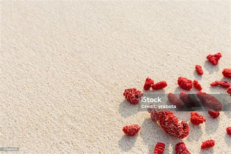 모래 해변의 붉은 산호 조각 평면도 태양 그림자가 있는 생생한 산호 해안 바다의 고운 모래에 햇빛에 최소한의 패턴 미학 정물