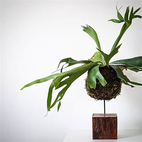 Pin de Pati O Neal em Gardening flora and more Jardinagem e decoração Jardinagem interior