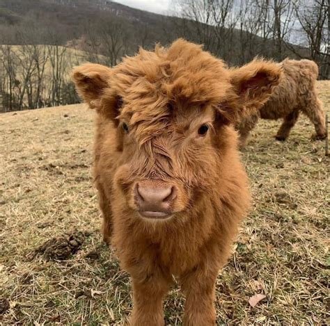 Mini Highland For Sale Oklahoma Buy Miniature Cow In Oklahoma