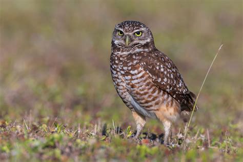 Burrowing Owl Florida Randy Lowden Flickr