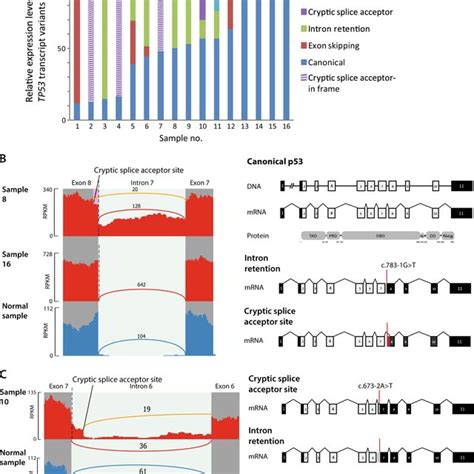 Tp53 Mutation Spectrum In Primary Colorectal Cancers A Proportion Of