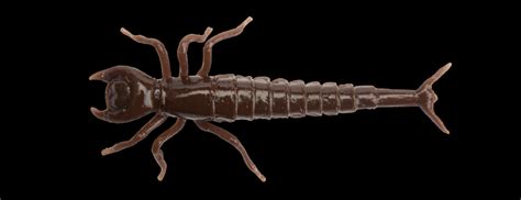 Diving Bug Way Of Fishing