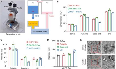 Pulsatile Filtration Of Evs By A Microfluidic Ev Isolation Circuit A