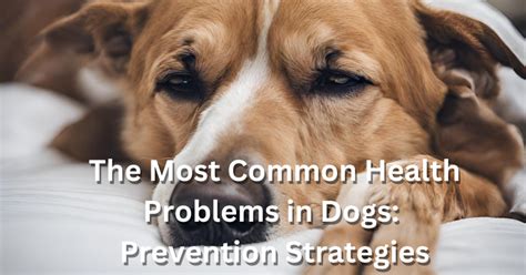 The Most Common Health Problems In Dogs Prevention Strategies Pet