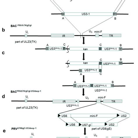 A Schematic Diagram Showing The Construction Of The Recombinant Virus Download Scientific
