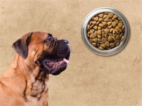 Best Dog Food For Bullmastiffs 2024 Adult Puppy Senior And More