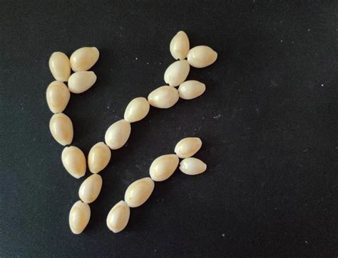 Factory Wholesales Small Yellow Cowry Seashell In Stock Buy Cowry
