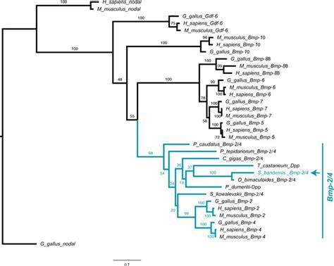 Figures And Data In Evolution Of Limb Development In Cephalopod Mollusks Elife