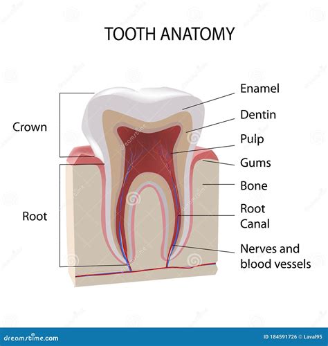 Tooth Anatomy Cross Section Of Human Tooth With Designations Realistic