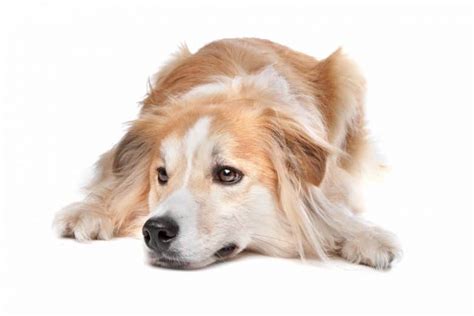 Is The Golden Retriever Border Collie Mix Perfect For You K9 Web