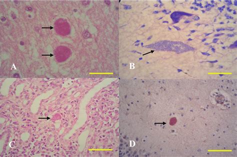 Photomicrographs Of Formalin Fixed Paraffin Embeded Tissue Sections